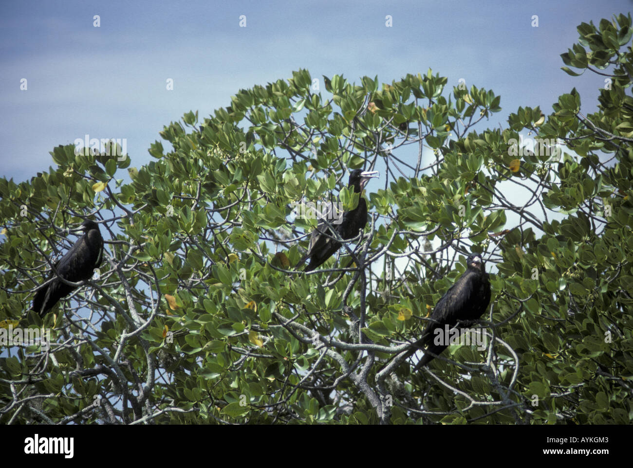 Lesser Frigate Bird Fregata ariel Three perched in tree Aldabra Stock ...