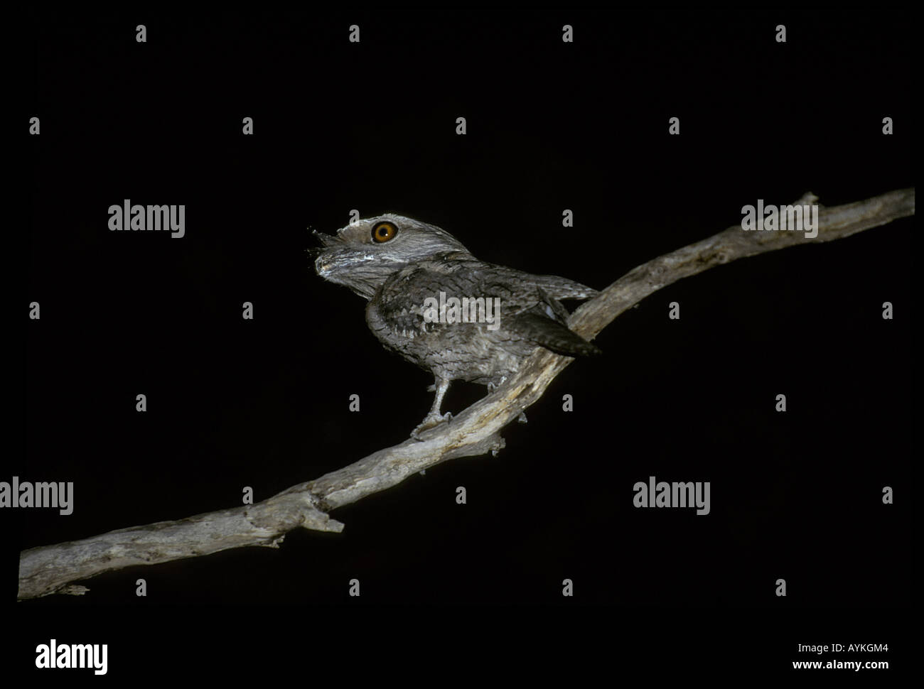 Tawny Frogmouth Podargus strigoides At night Australia Stock Photo - Alamy