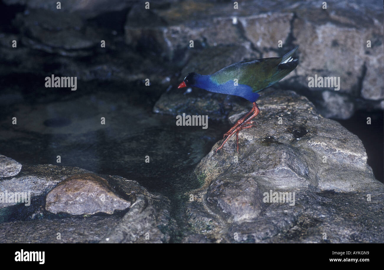 Allen's gallinule hi-res stock photography and images - Alamy