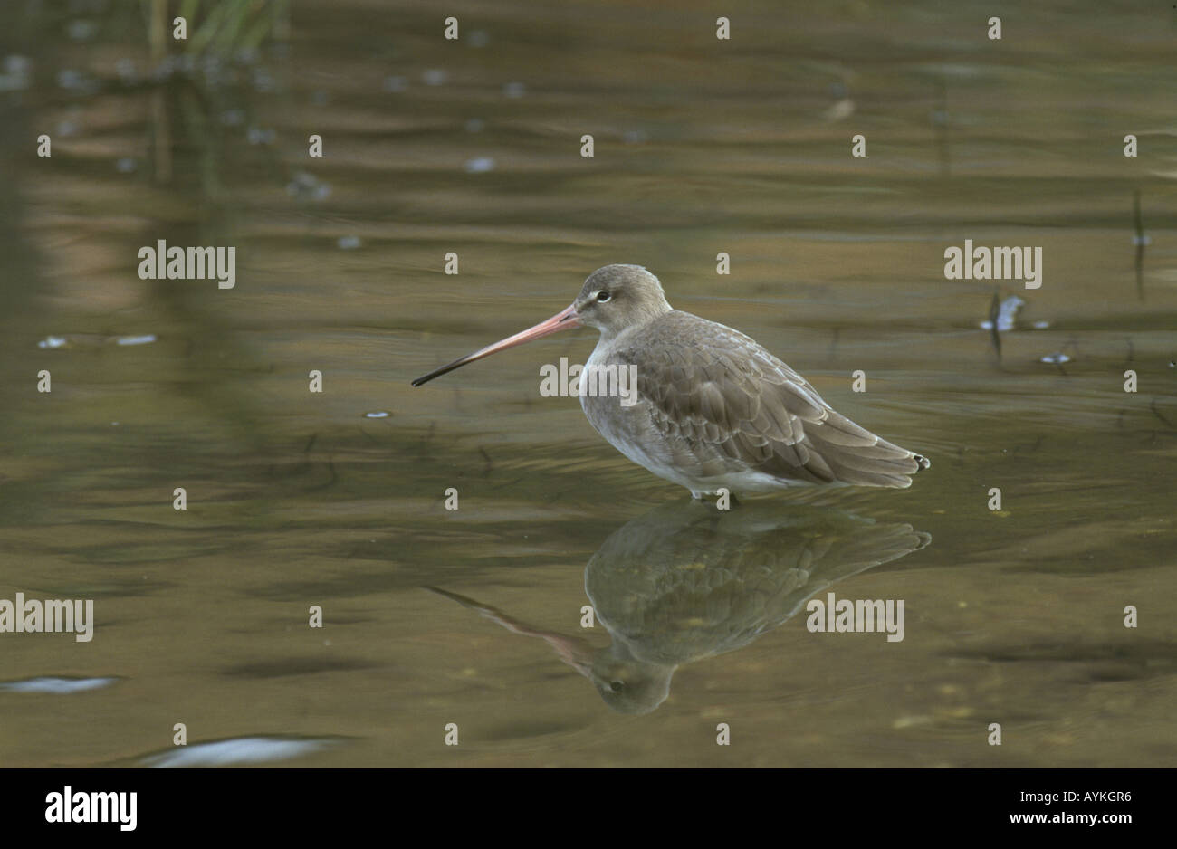 Black tailed Godwit Limosa limosa Winter Stock Photo - Alamy