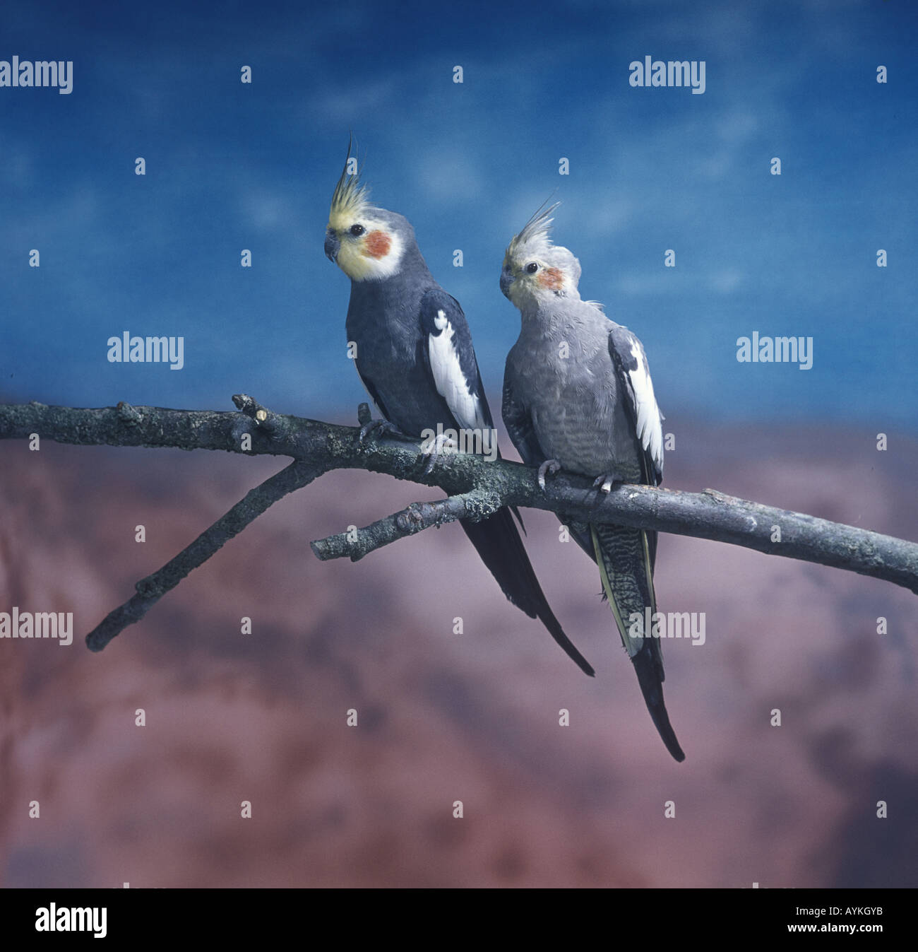 Two cockatiels hi-res stock photography and images - Alamy
