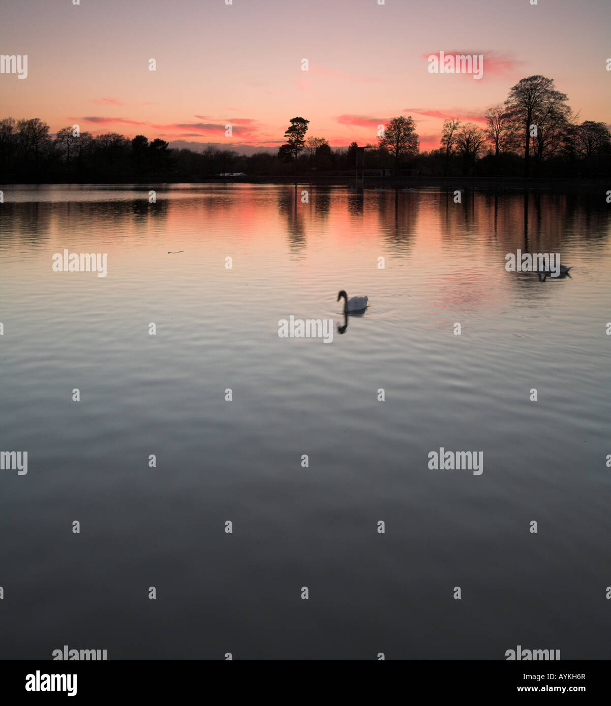 Coate Water Park Swindon wiltshire England UK swans on lake Stock Photo ...