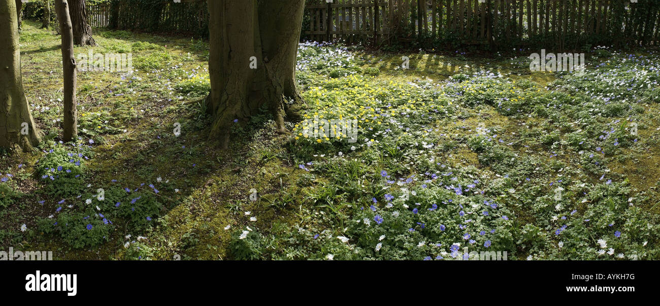 Wild flowers in a wood with trees Stock Photo - Alamy