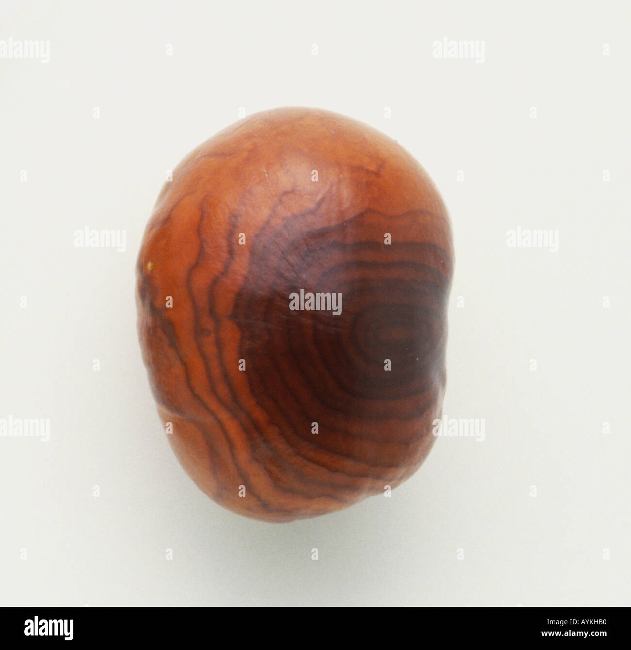Horse chestnut case hi-res stock photography and images - Alamy