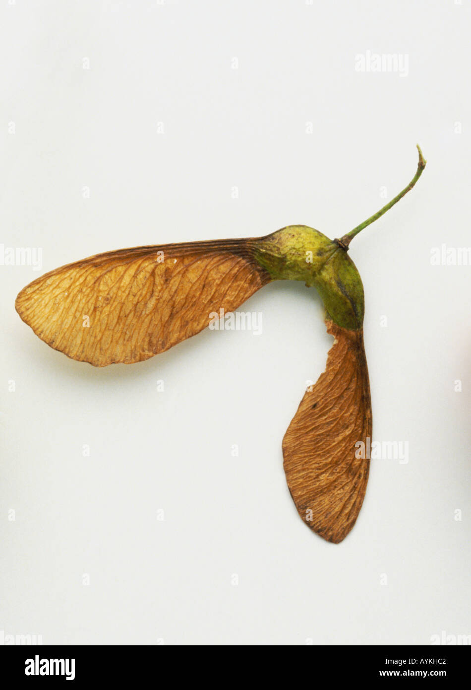 Winged seed hi-res stock photography and images - Alamy