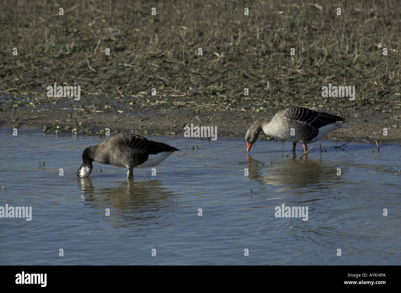Canada greylag goose hybrid hi-res stock photography and images - Alamy