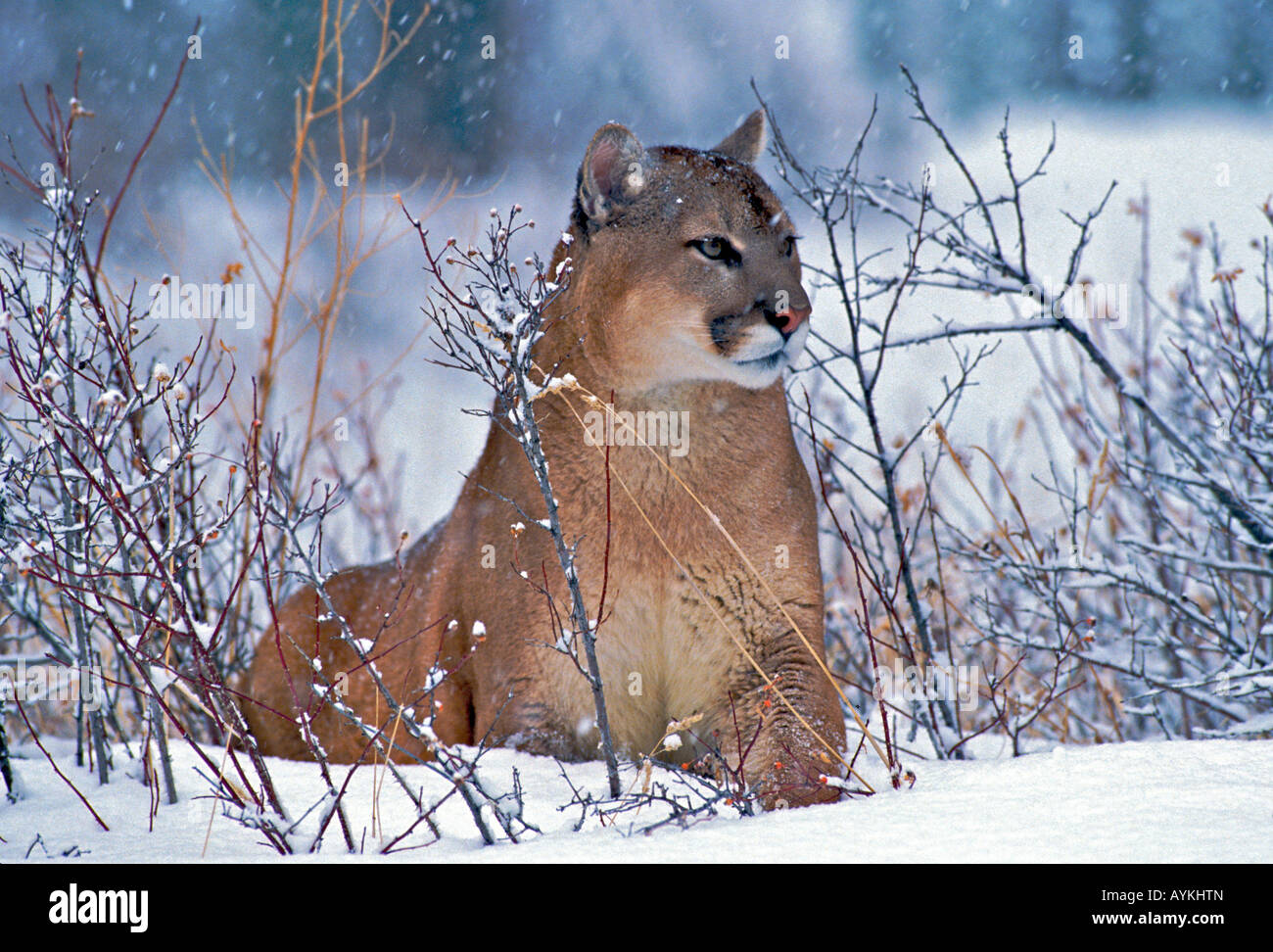 Adult male cougar Puma concolr western Montana model Stock Photo - Alamy