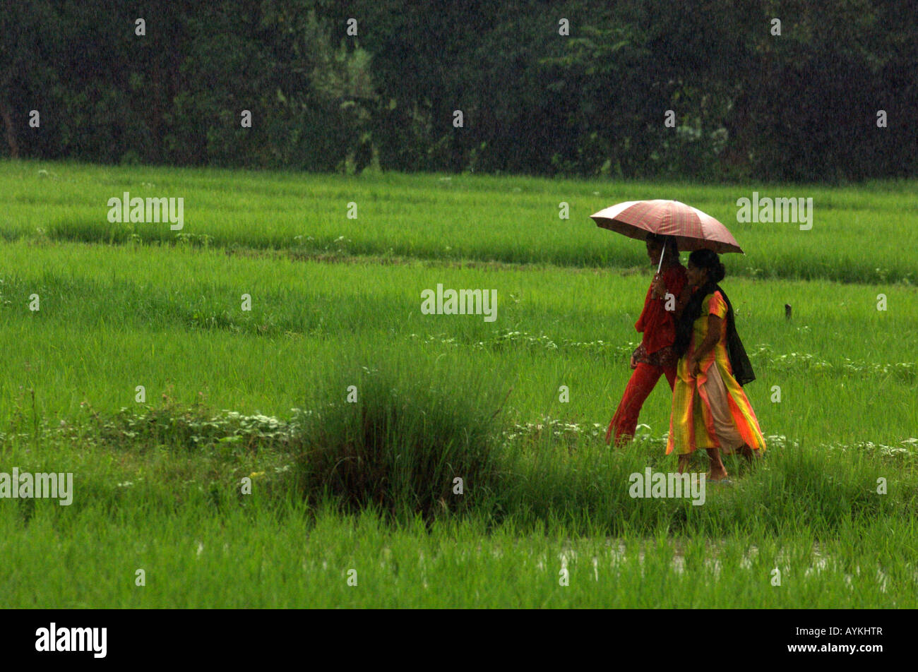 Monsoon season in the South Eastern Tarai plains which stretch the ...