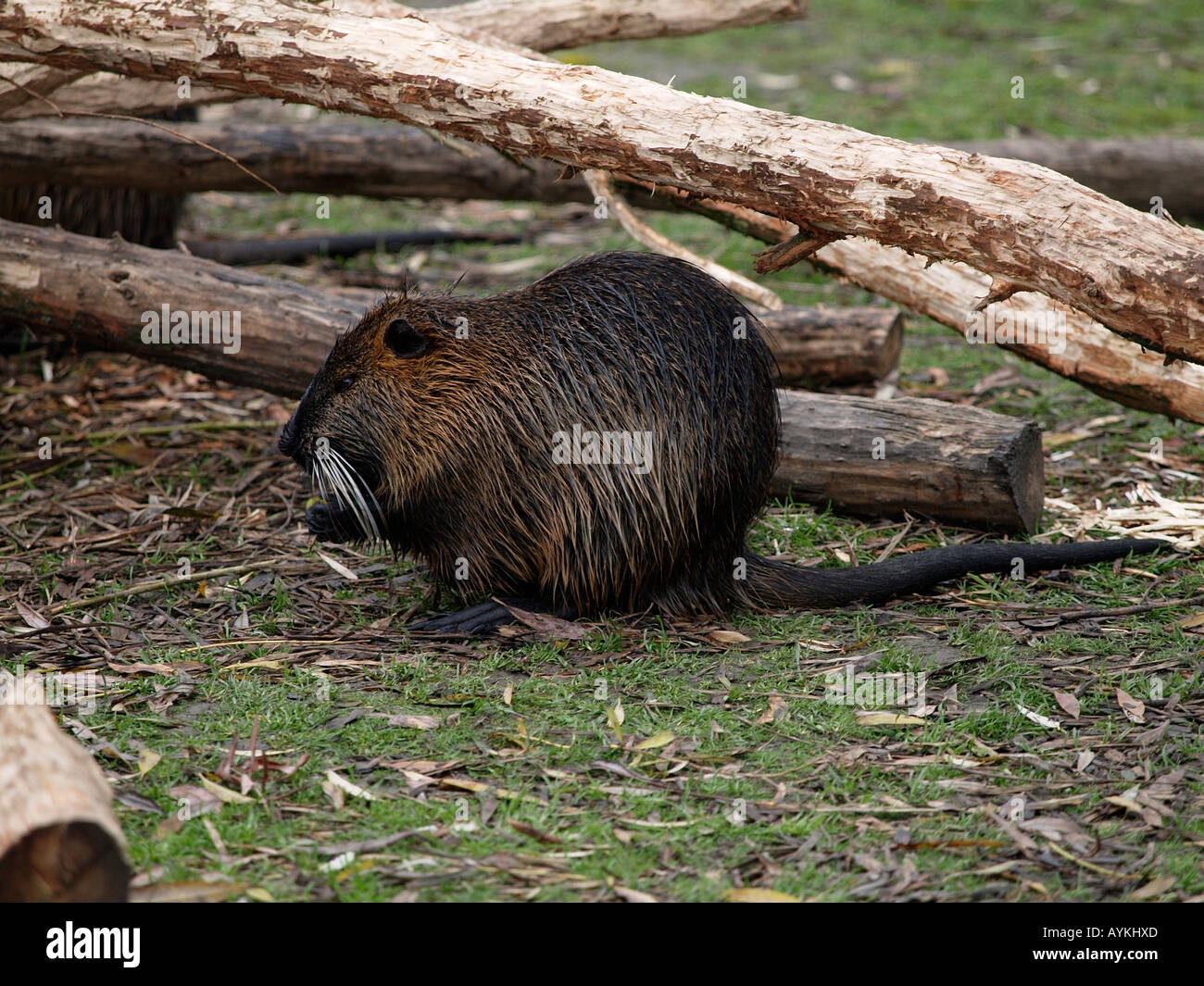 Nutria damage hi-res stock photography and images - Alamy