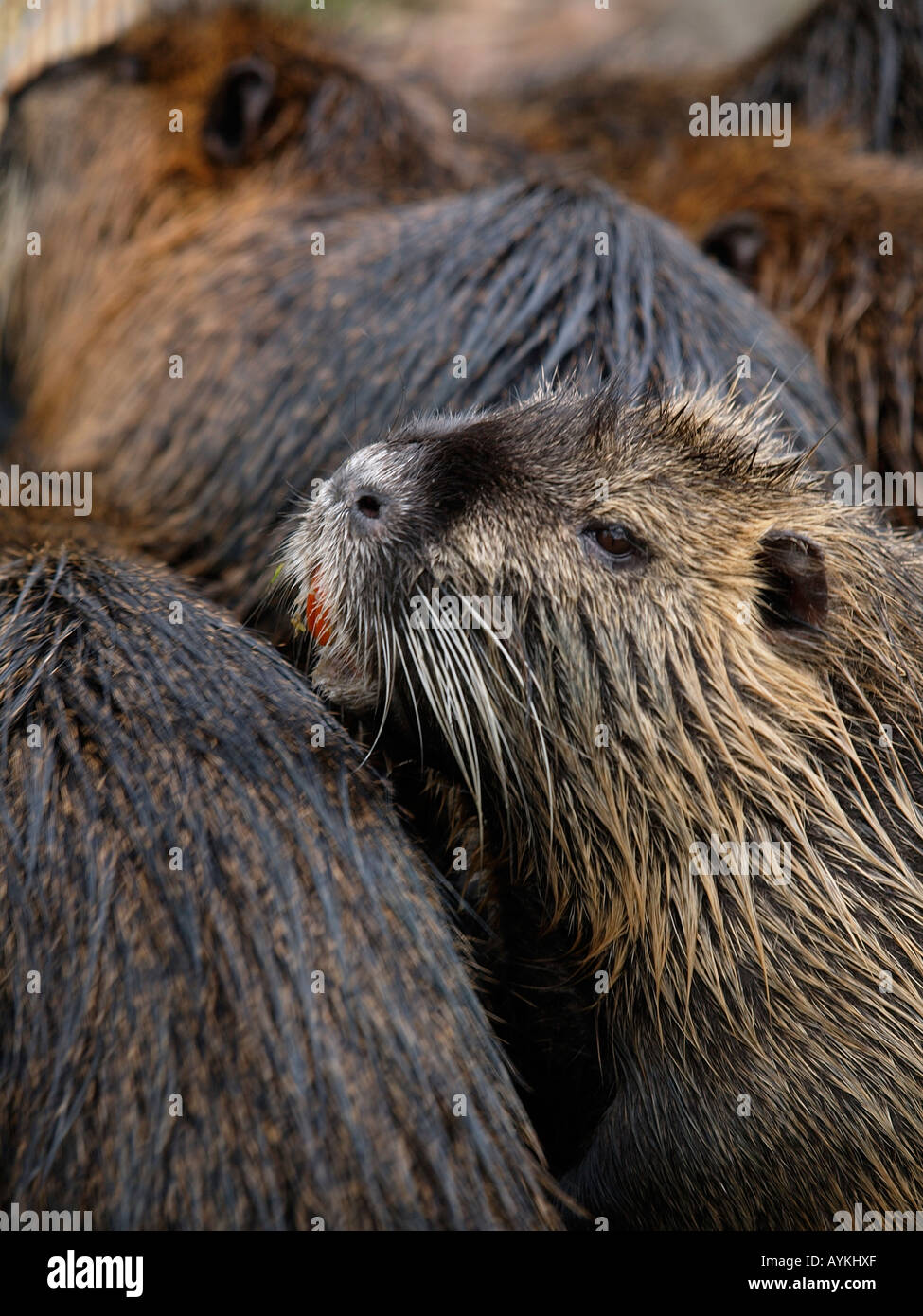 Nutria damage hi-res stock photography and images - Alamy