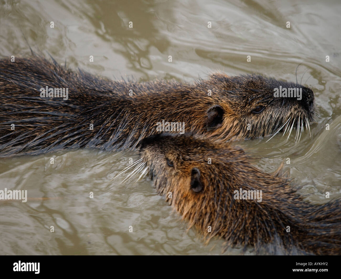 Nutria damage hi-res stock photography and images - Alamy