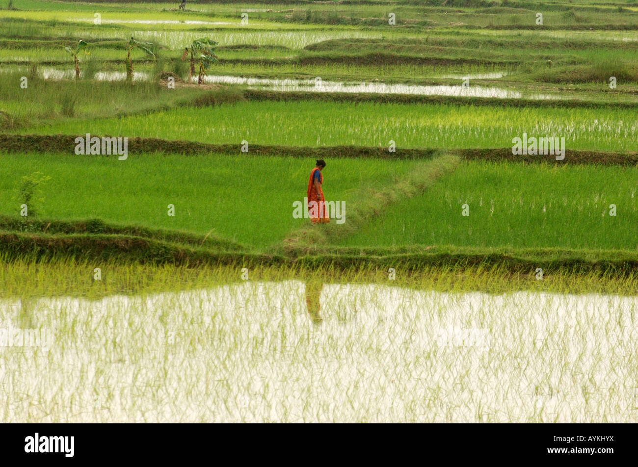 Tarai hi-res stock photography and images - Alamy