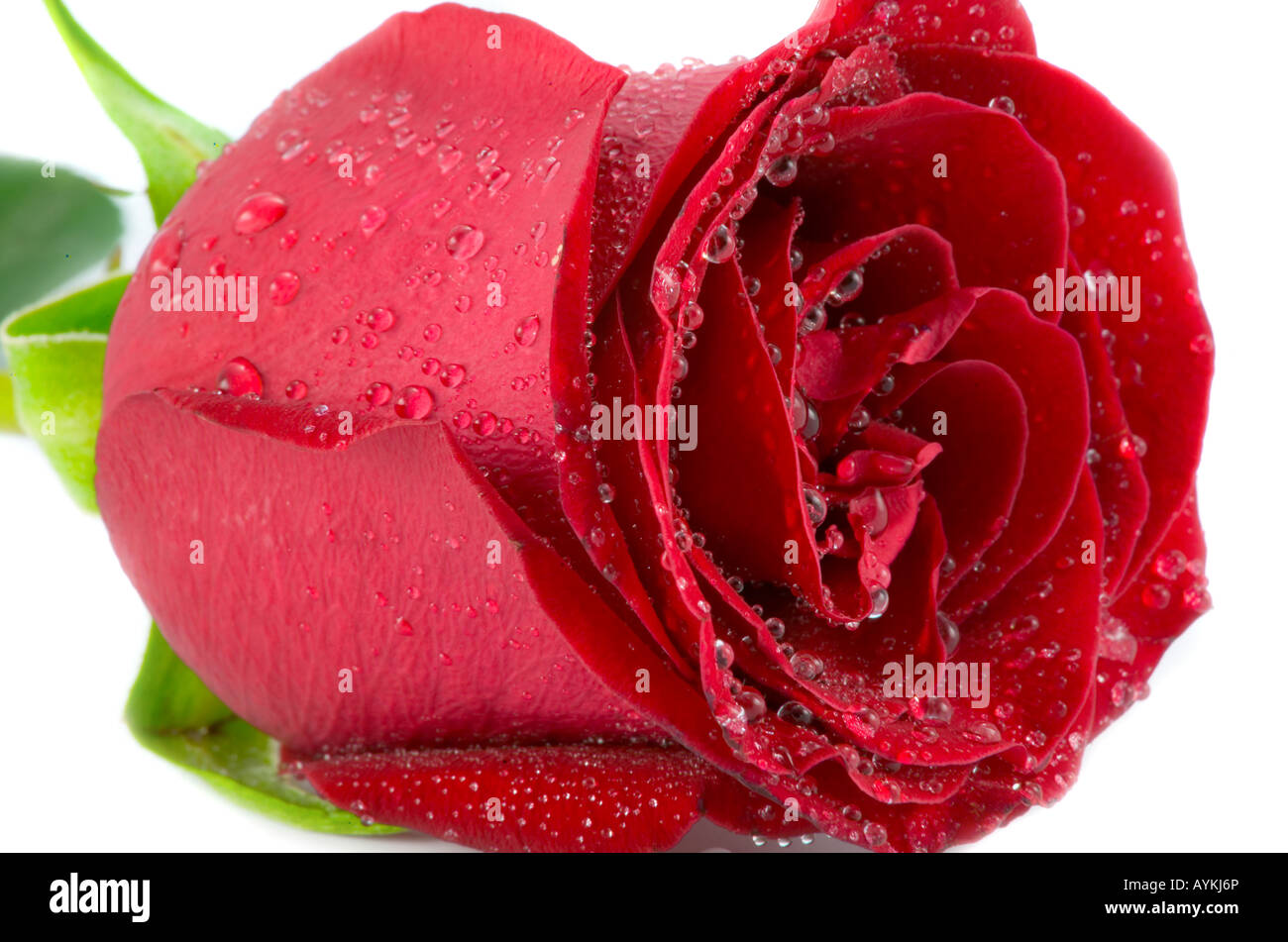 the macro of red rose with water drops Stock Photo - Alamy