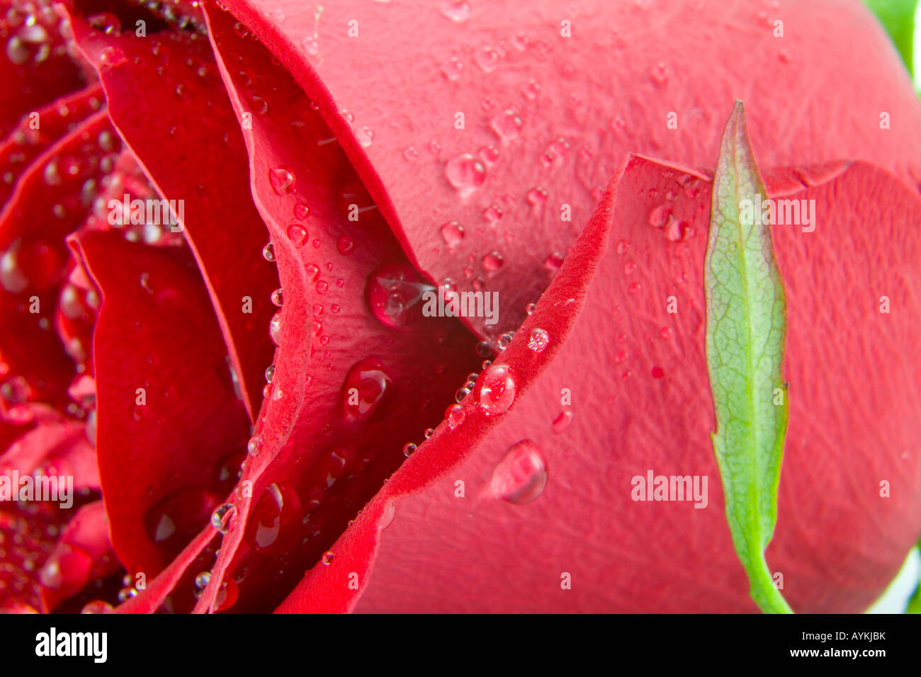 the red rose with water drops macro Stock Photo - Alamy