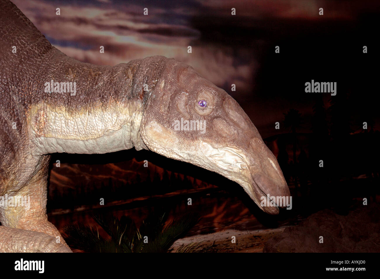 Edmontosaurus hi-res stock photography and images - Alamy