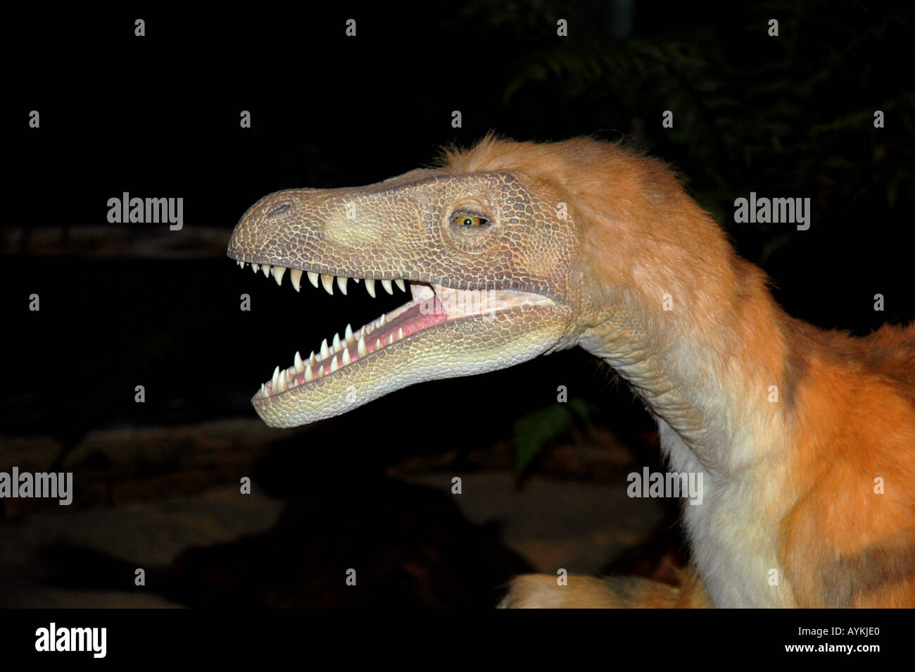 Dromaeosaurus hi-res stock photography and images - Alamy