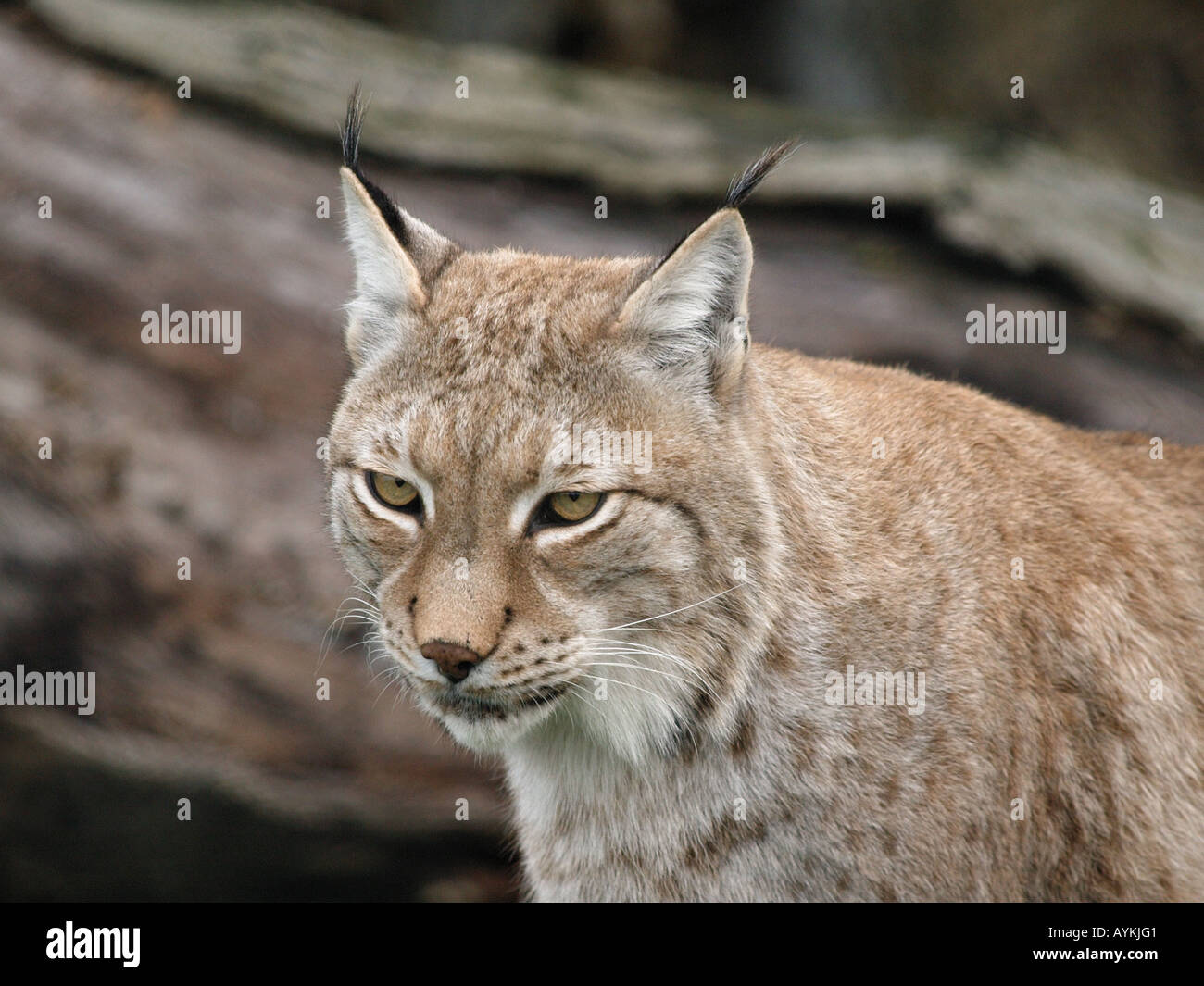 Portrait of a Lynx felis lynx Mierlo the Netherlands Stock Photo - Alamy