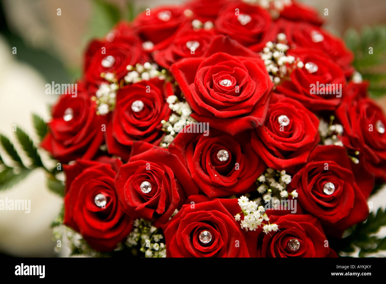 Rose bo hi-res stock photography and images - Alamy