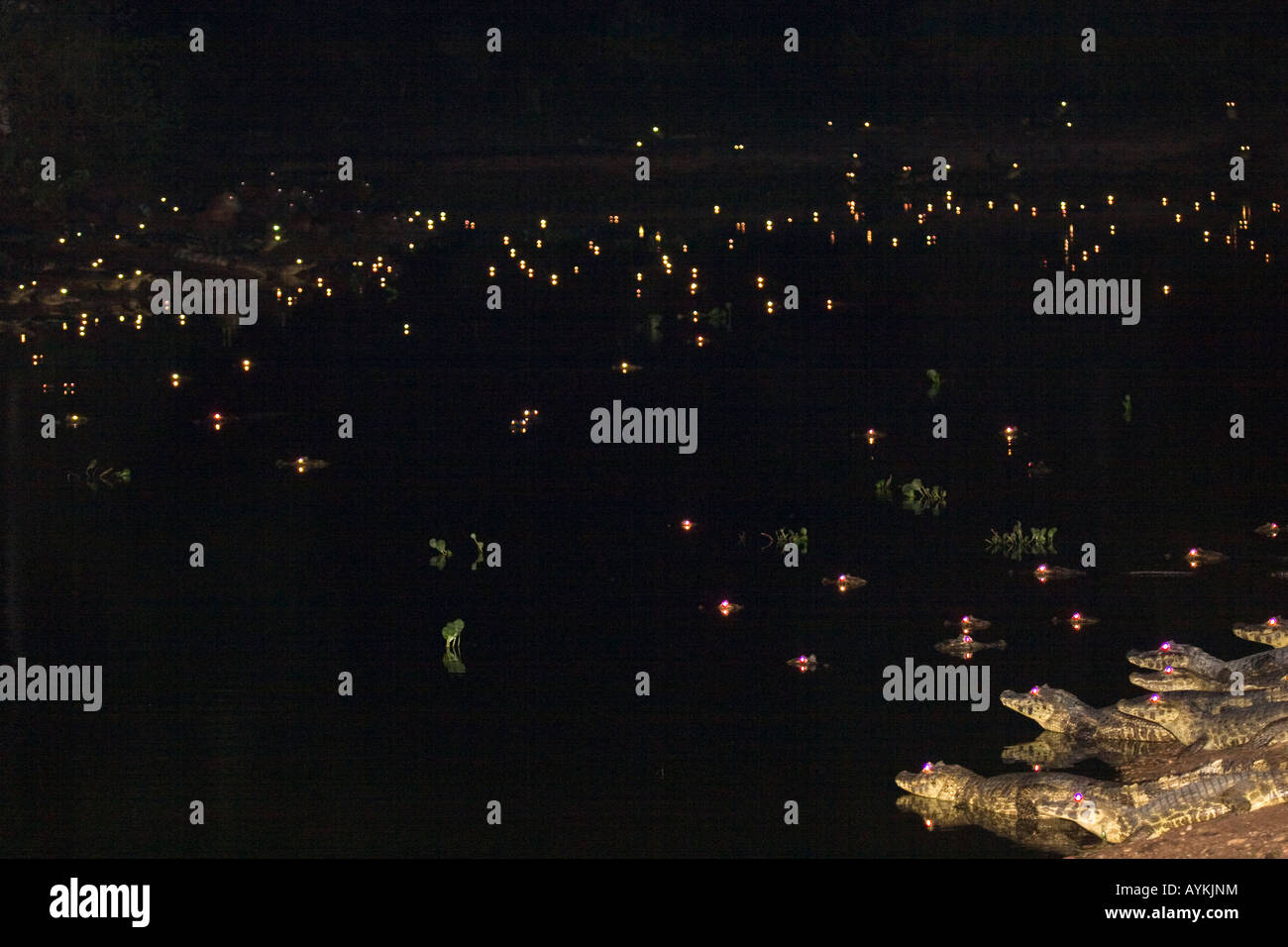 Caiman eyes reflecting in the night, Pantanal, Brazil Stock Photo - Alamy
