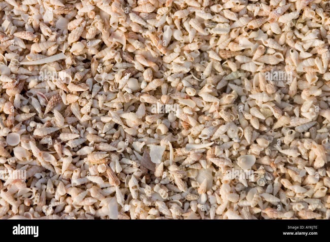 Different species of shells hi-res stock photography and images - Alamy