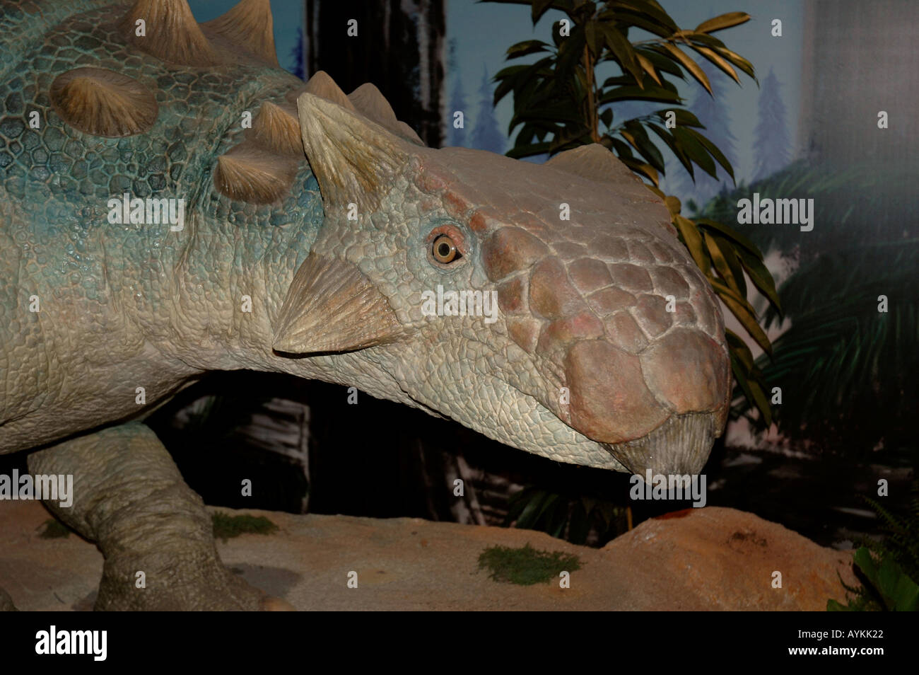 Ankylosaurus museum hi-res stock photography and images - Alamy