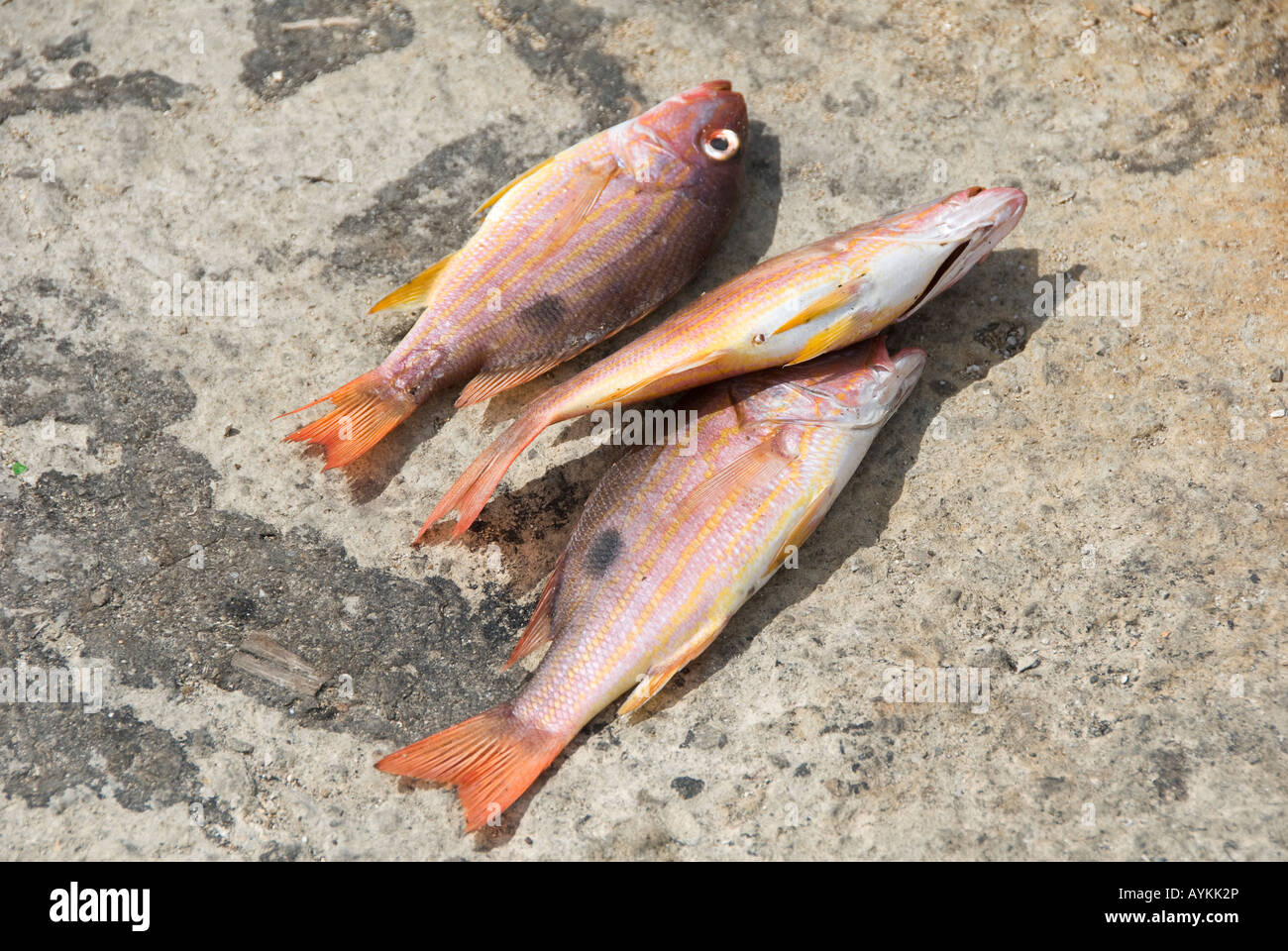 catch of fish Stock Photo - Alamy