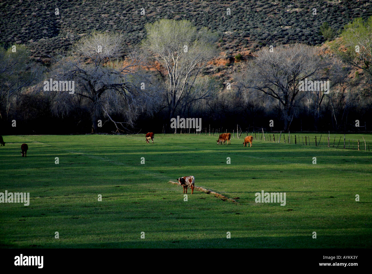 Zion mountain ranch hi-res stock photography and images - Alamy