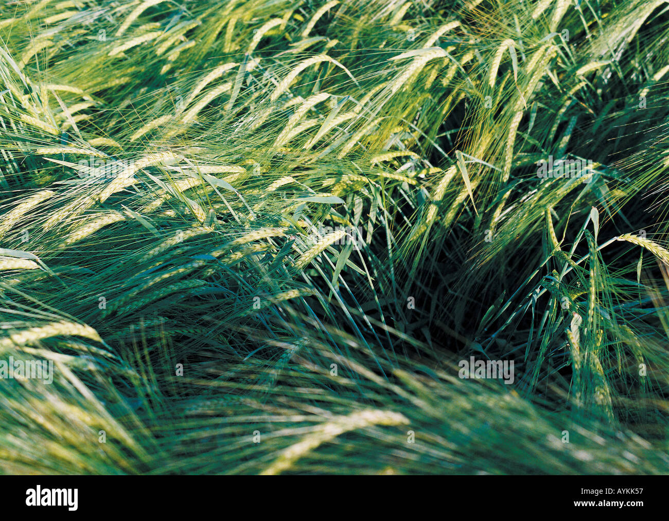 Getreidefeld gerstenfeld hi-res stock photography and images - Alamy