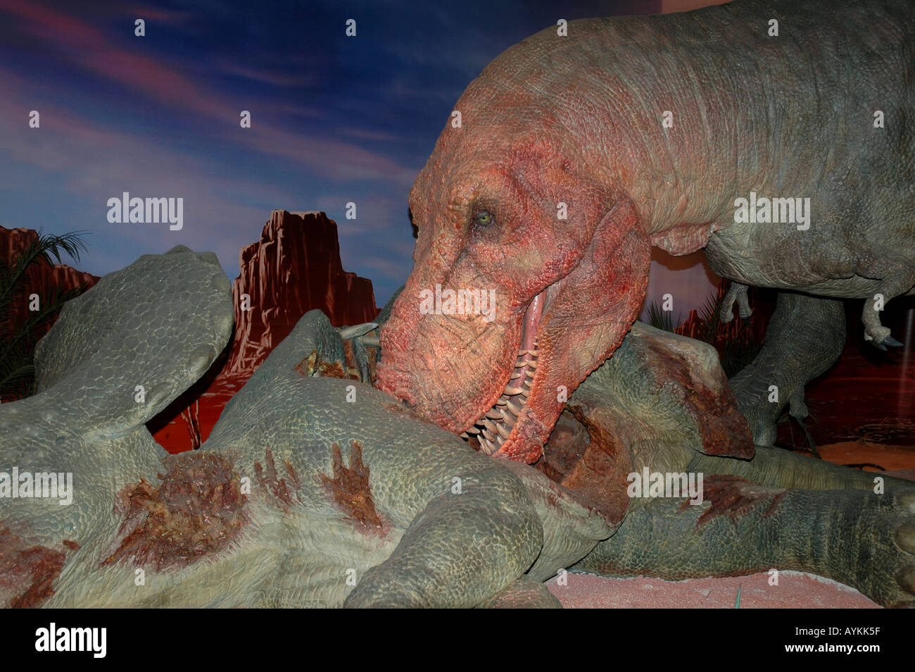 Tyrannosaurus rex eating triceratops hi-res stock photography and ...