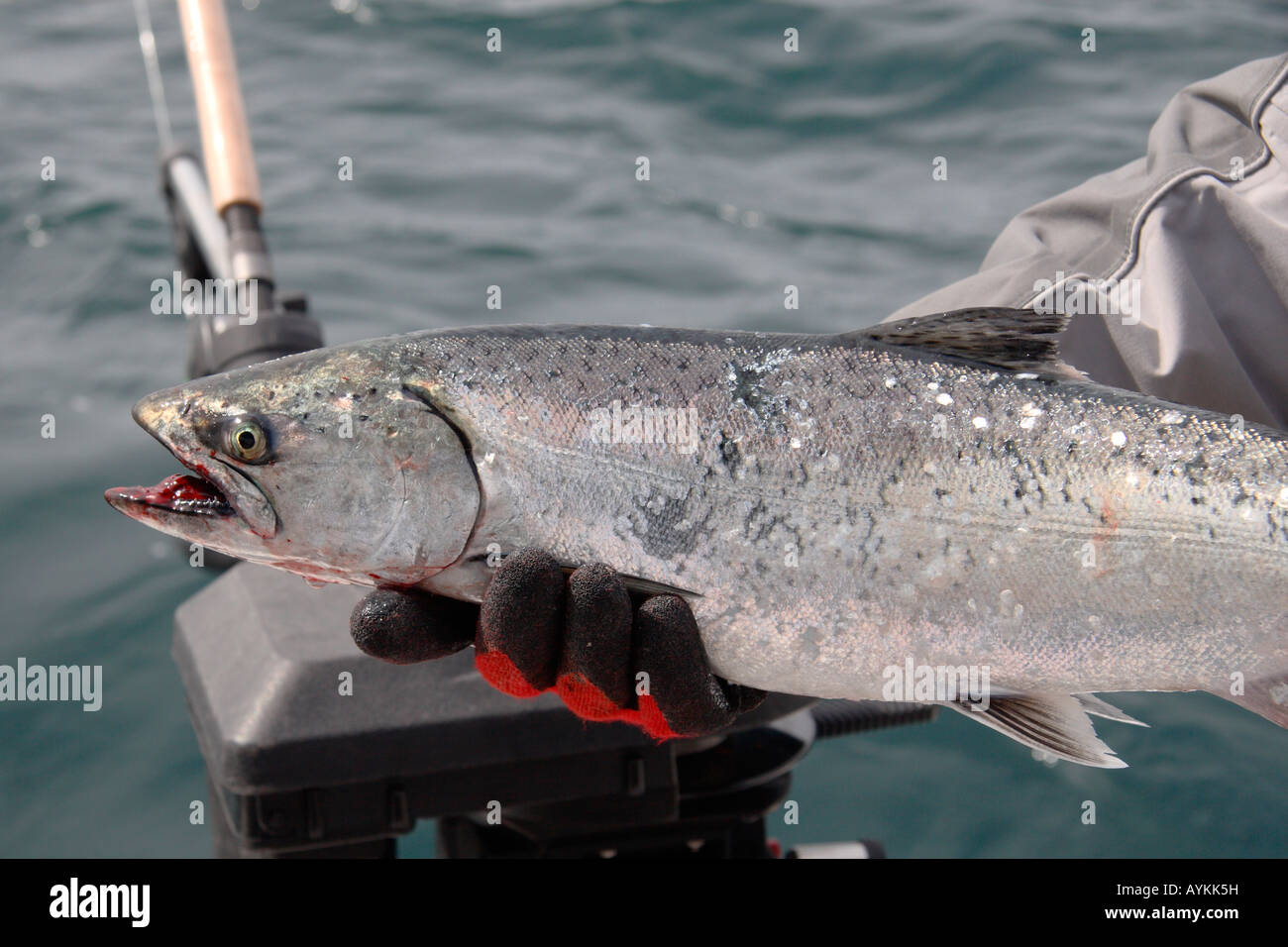 Spring salmon hi-res stock photography and images - Alamy