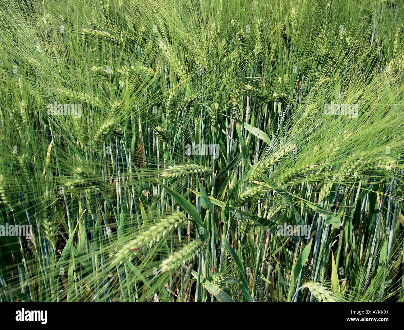 Getreide ausschnitt hi-res stock photography and images - Alamy