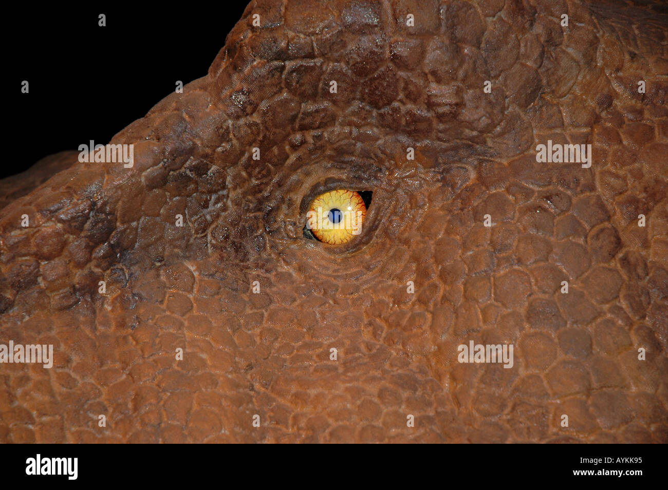 Tyrannosaurus Rex Dinosaur Head Face Stock Photos & Tyrannosaurus Rex ...