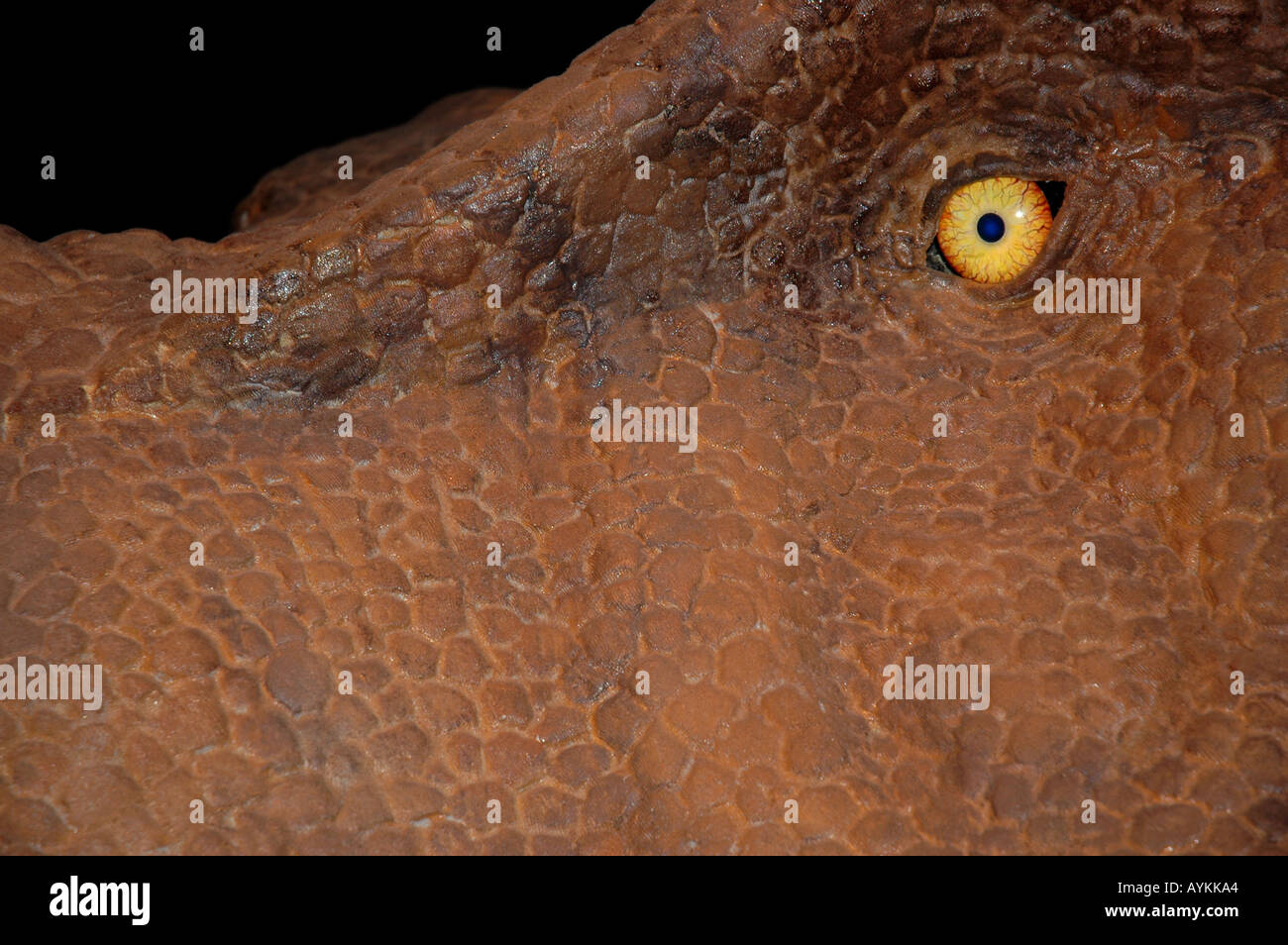 Tyrannosaurus Rex Dinosaur Head Face Stock Photos & Tyrannosaurus Rex ...