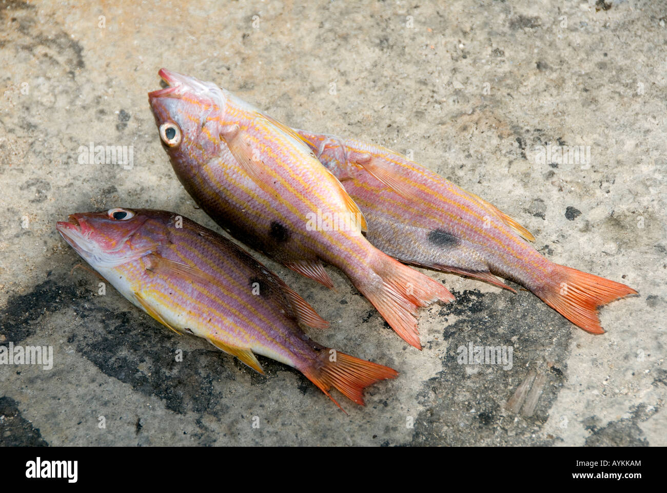 Marine fish cuba hi-res stock photography and images - Alamy