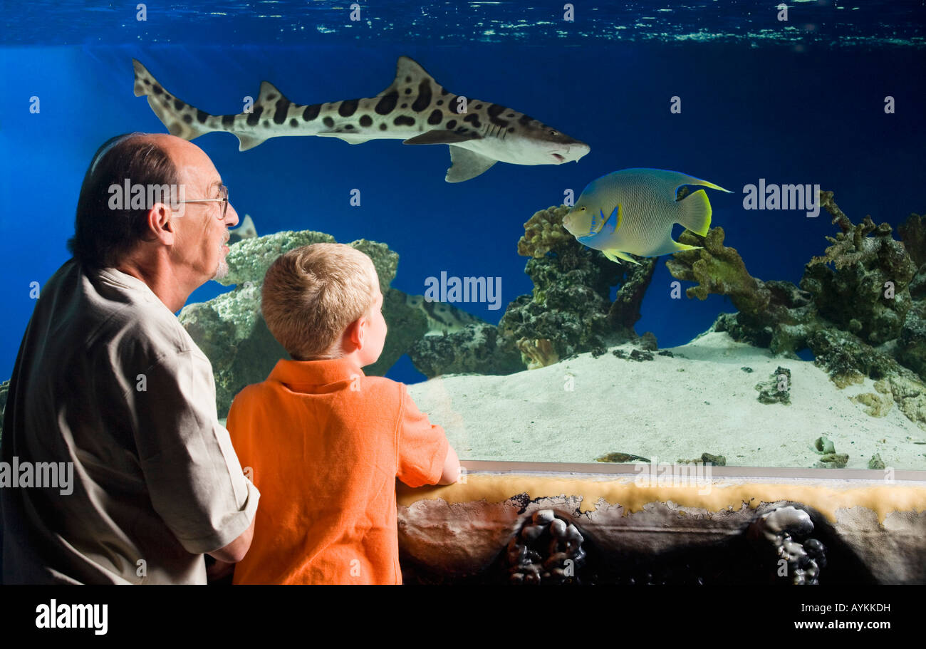 Grandfather and grandson watching fish at aquarium Stock Photo - Alamy