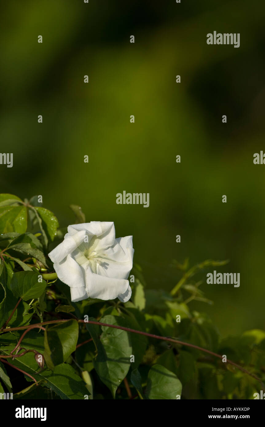 moonflower vine moon vine Convolvulaceae Stock Photo - Alamy