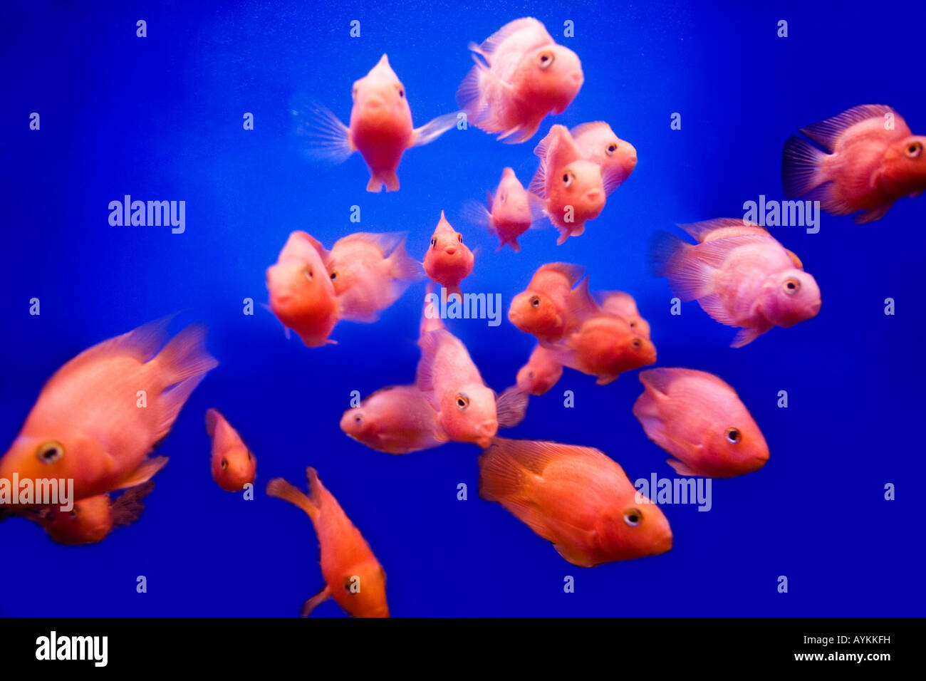 School of goldfish High Resolution Stock Photography and Images - Alamy
