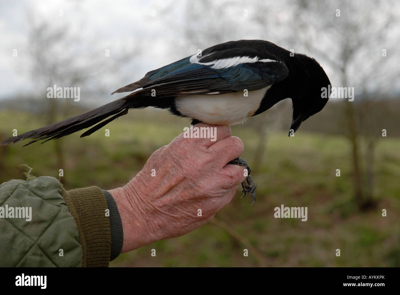 Magpie trap hi-res stock photography and images - Alamy
