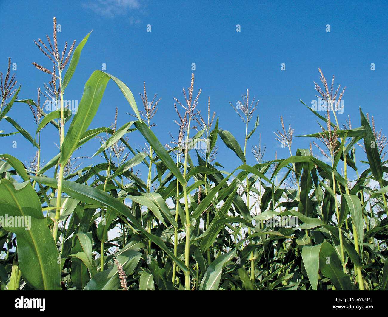 Maisfeld hi-res stock photography and images - Alamy