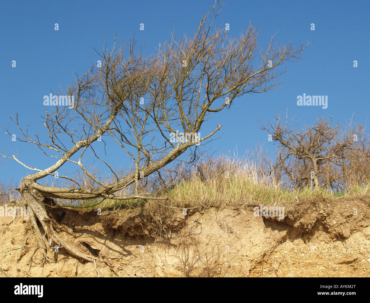 eroded beach cliff field edge sea erosion tree Stock Photo - Alamy