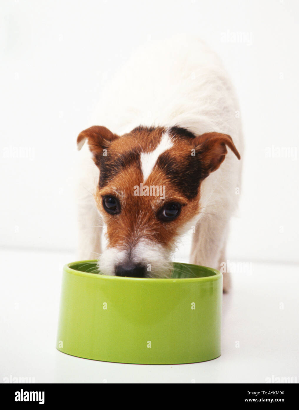 Fox terrier drinking from water bowl Stock Photo - Alamy