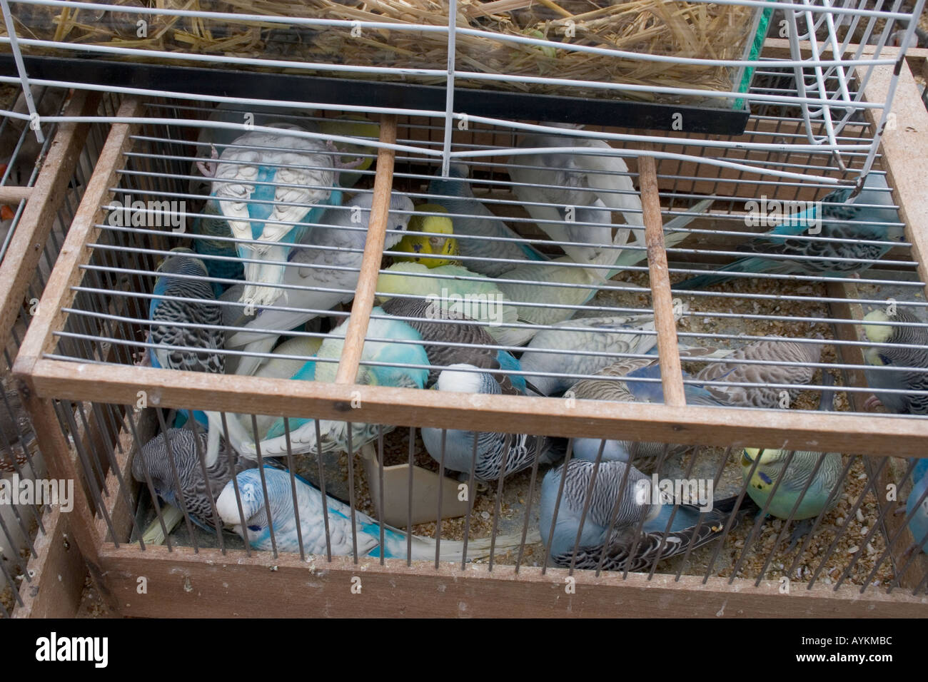 Bird market paris hi-res stock photography and images - Alamy
