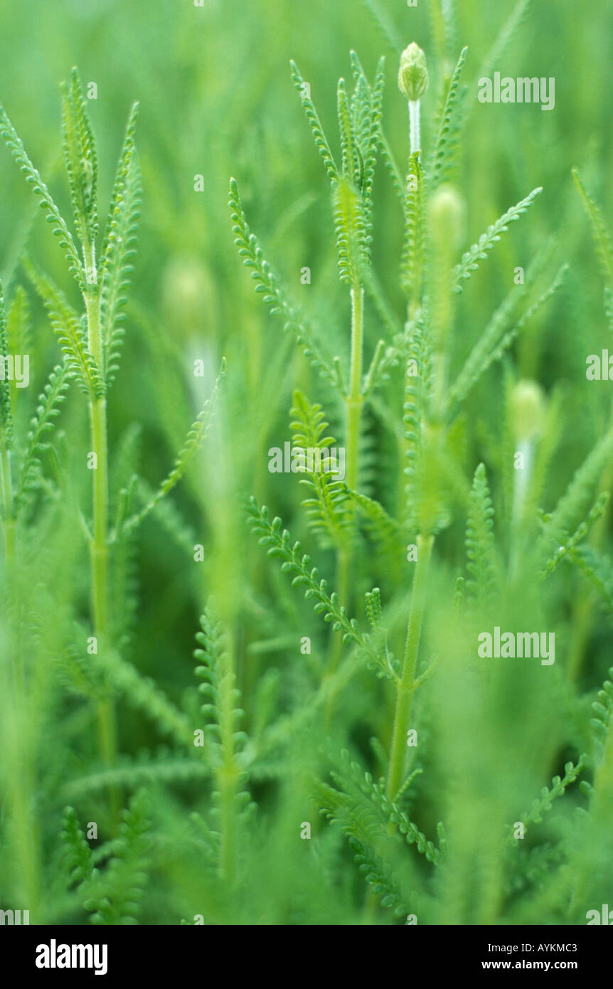 Fringed lavender leaves Stock Photo - Alamy