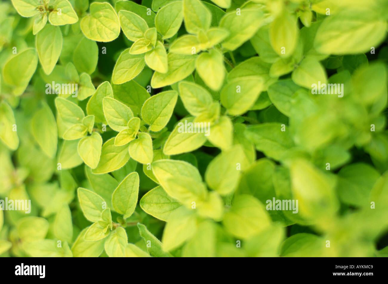 Golden oregano Leaves some of which in focus others out of focus Stock ...