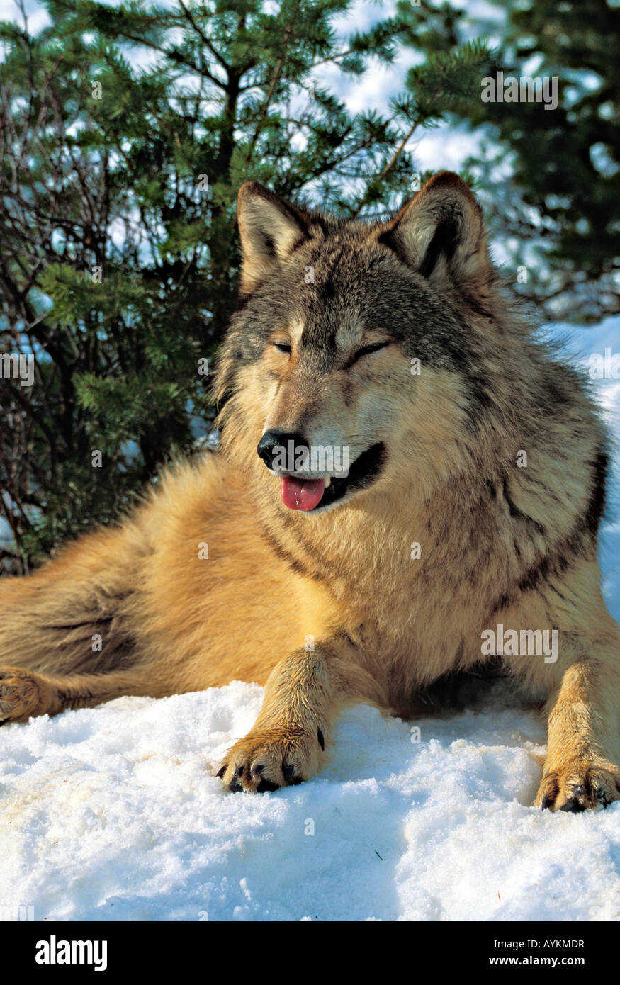 Adult timber wolf Canis lupus in western Montana model Stock Photo - Alamy