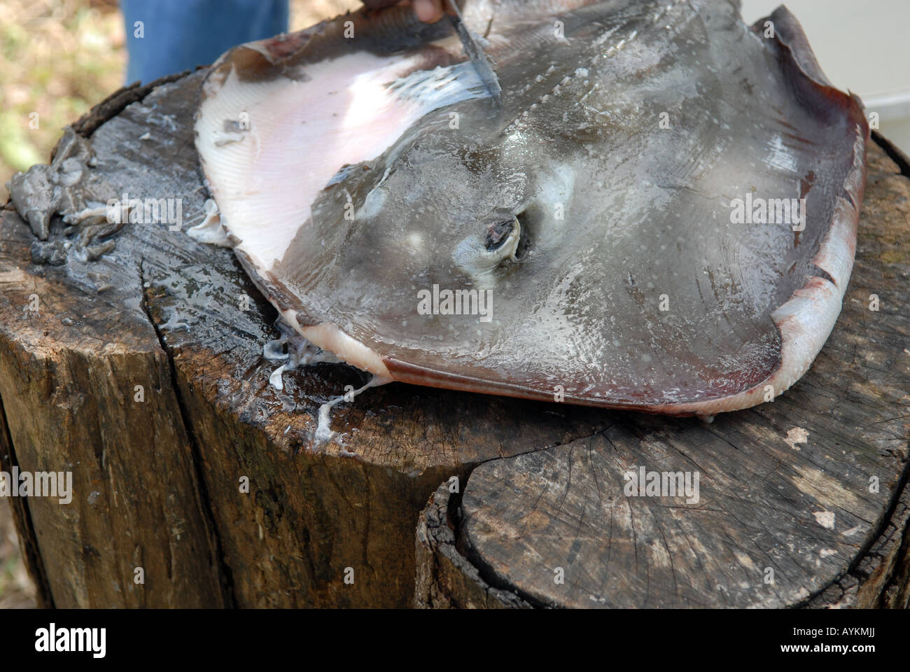 Ray fish outdoor cooking creole hi-res stock photography and images - Alamy