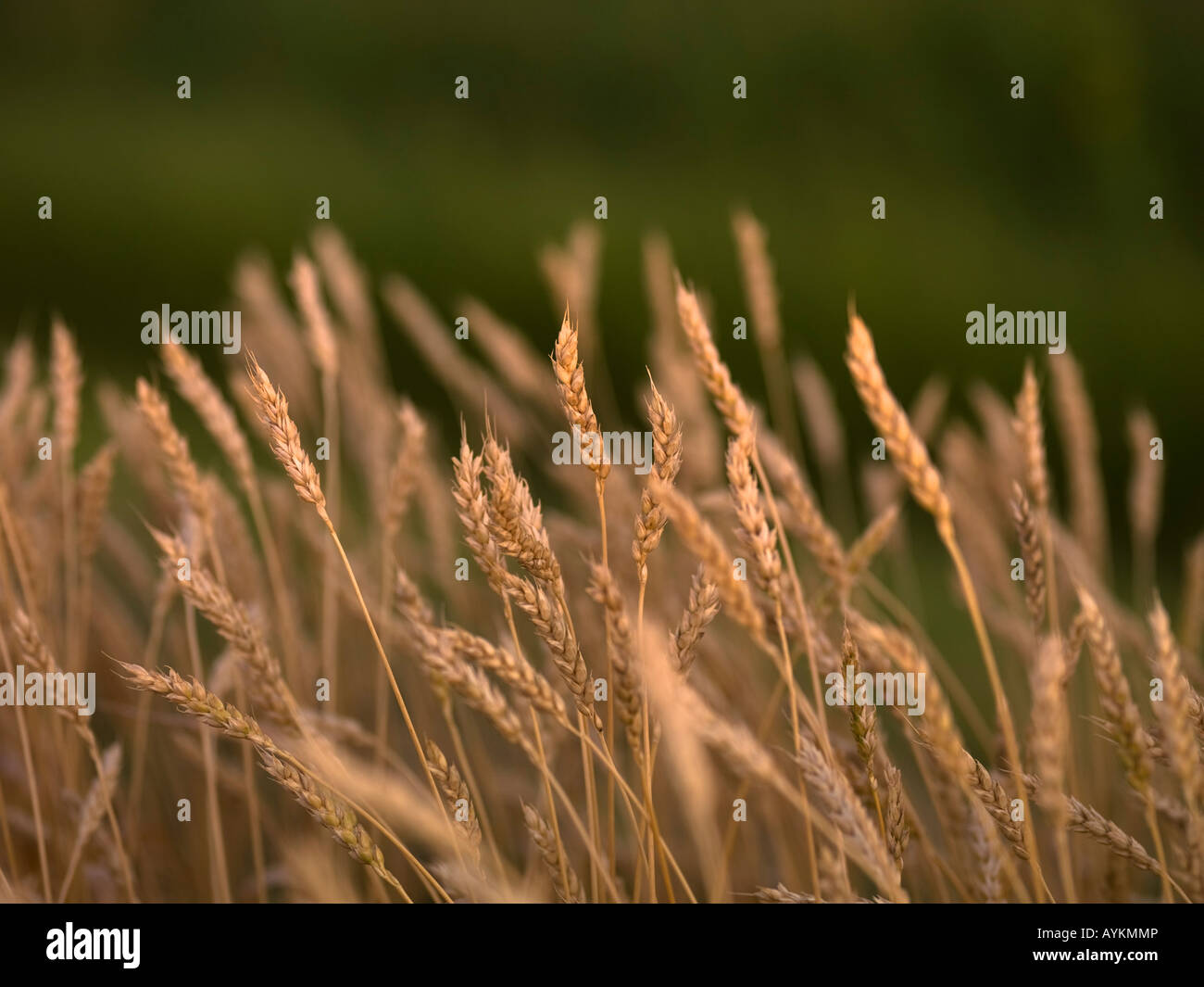 Stubble or stalks stems of grain hi-res stock photography and images ...