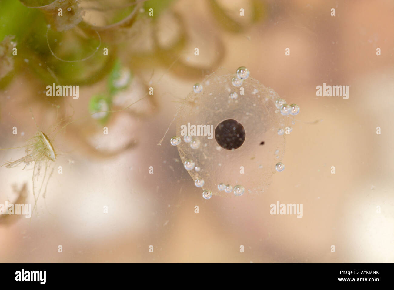 Common Frogspawn in early stages of development, approx 10 days old ...