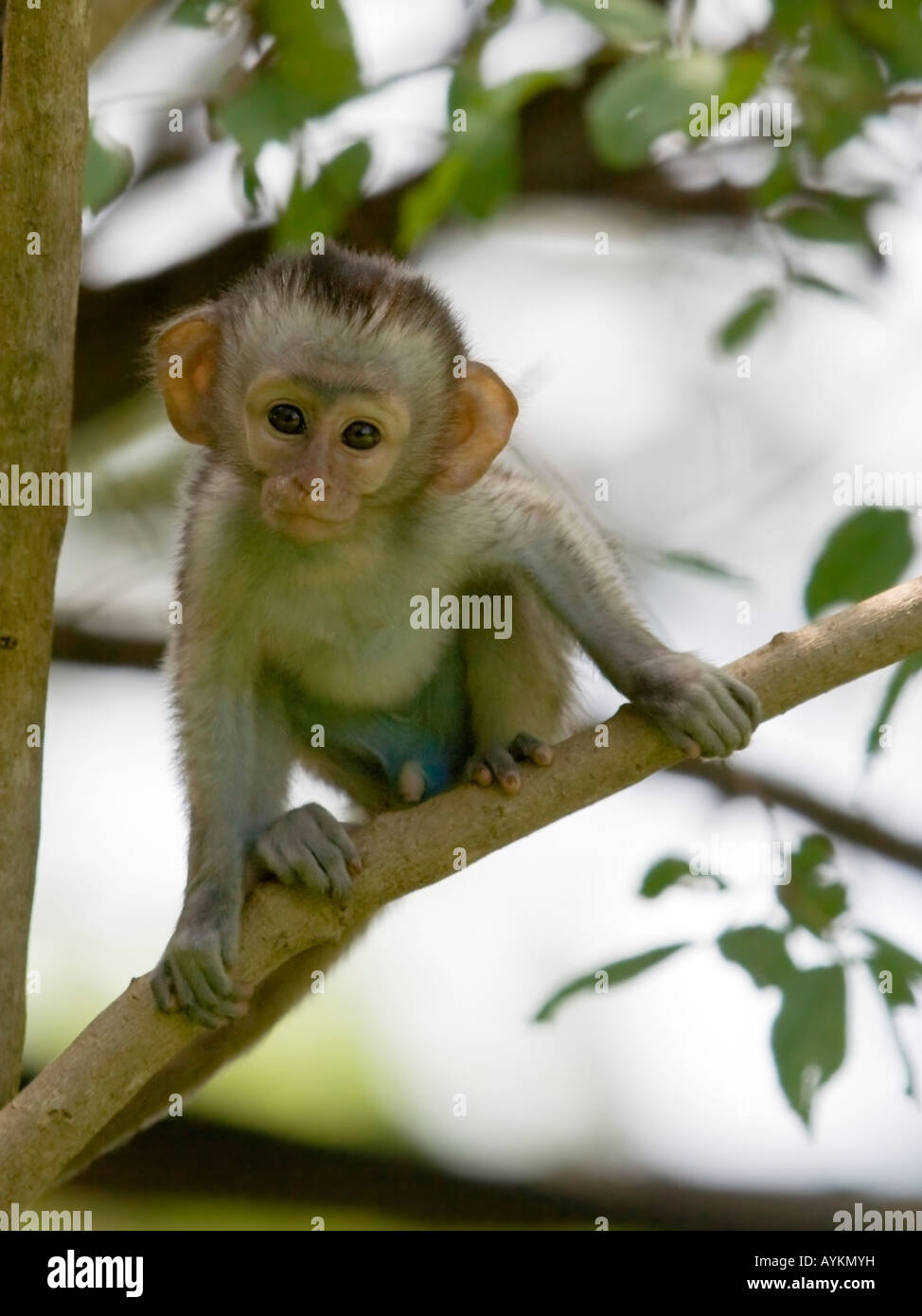 A curious baby vervet monkey Stock Photo - Alamy