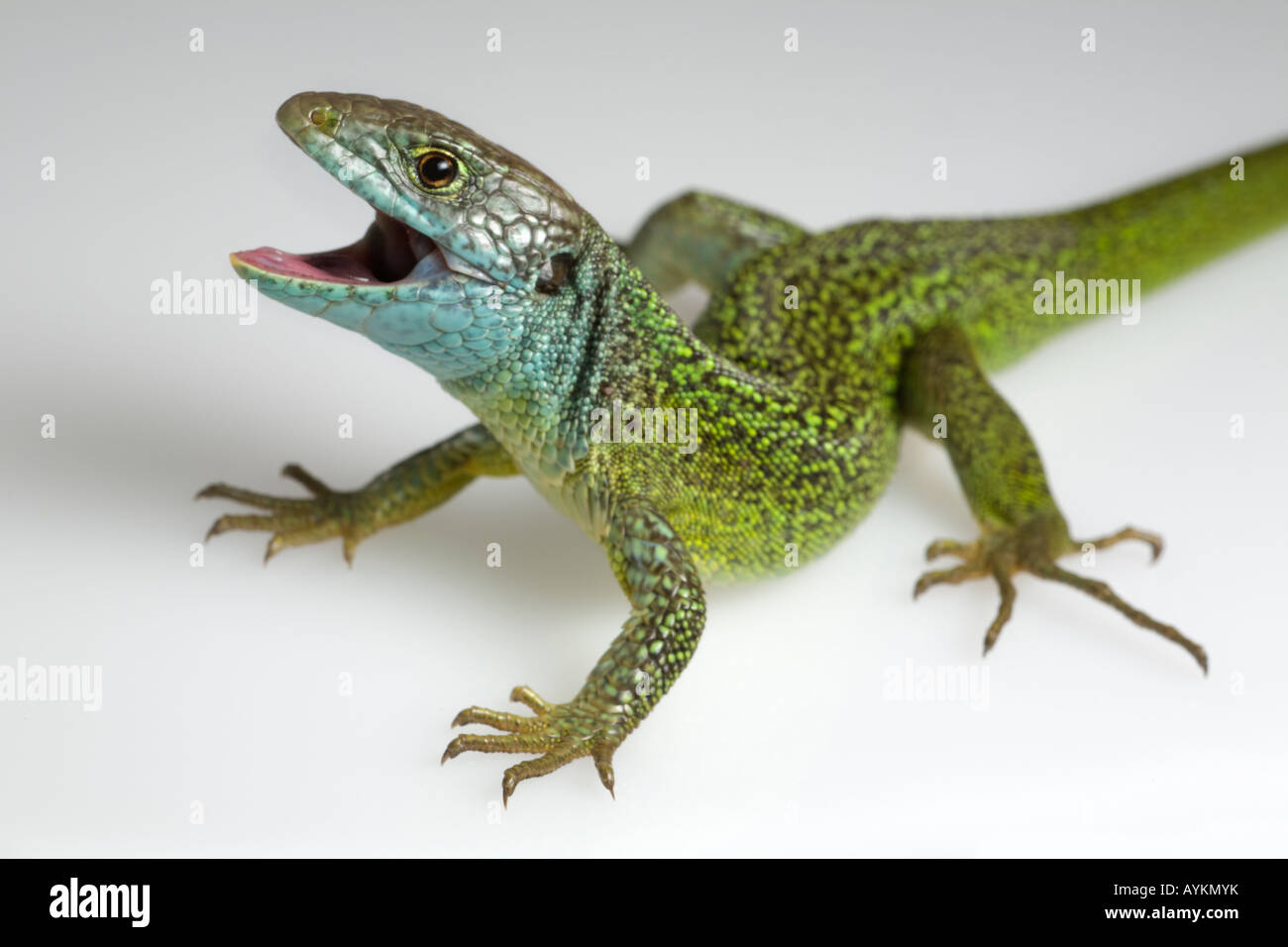 A green male lizard (Lacerta viridis bilineata) photographed in the ...